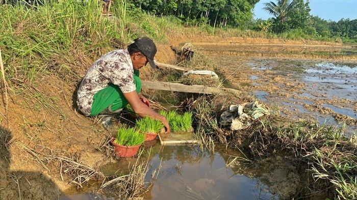 Kelompok Tani Rejo Mulyo di PALI Sumsel Manfaatkan Benih Padi Organik ...