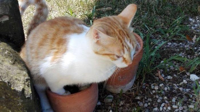 Kucing Peliharaan Suka Pipis Sembarangan? Berikut 4 Cara Agar Kebiasaan ...