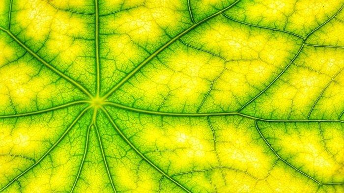 Latihan Soal IPA Kelas 8 SMP/MTs Bab 1 Pengenalan Sel Materi ...