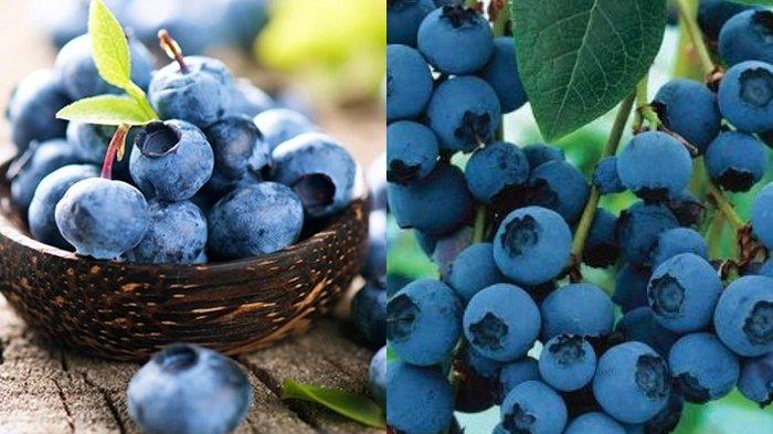 Manfaat Buah Blueberry, Bisa Obati 9 Penyakit Berbahaya, Termasuk Cegah ...