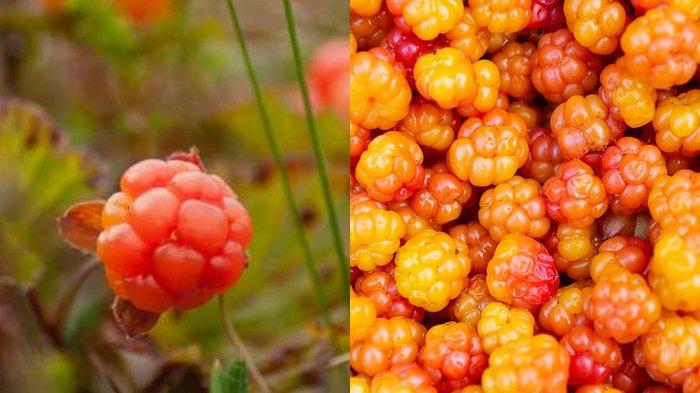 Manfaat Buah Cloudberry, Bisa Obati 9 Penyakit Berbahaya, Termasuk ...