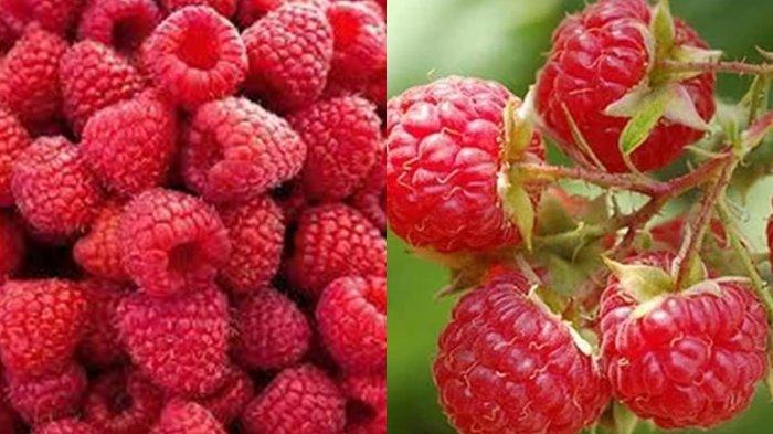 Manfaat Buah Raspberry, Bisa Obati 8 Penyakit Berbahaya, Termasuk Cegah ...