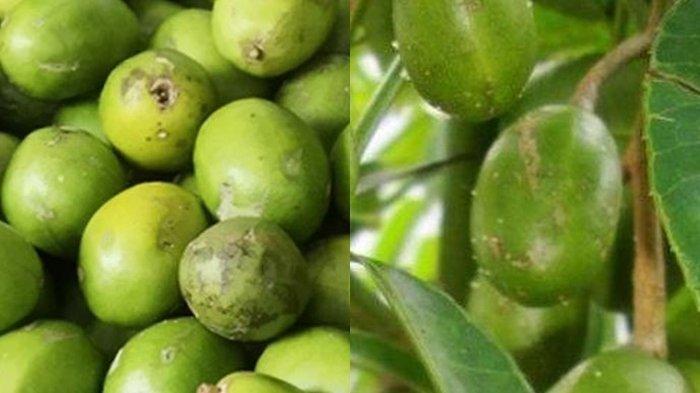 Manfaat Kedondong, Bisa Obati 13 Penyakit Berbahaya, Termasuk Mengatasi ...