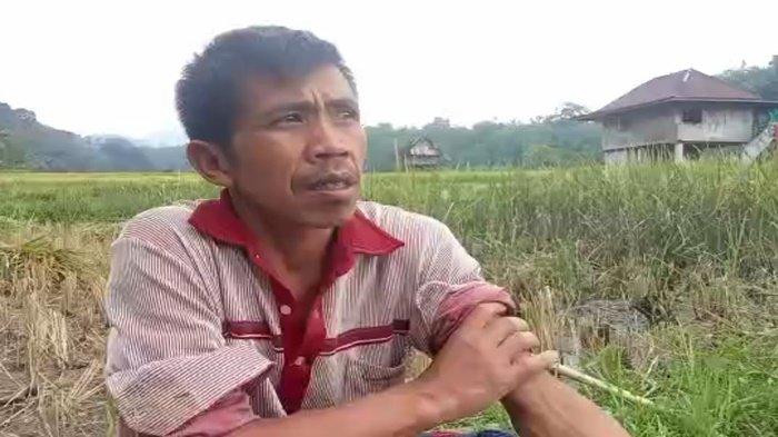 Diserang Hama Ulat dan Tikus Hasil Panen Padi di Sindang Danau OKU ...