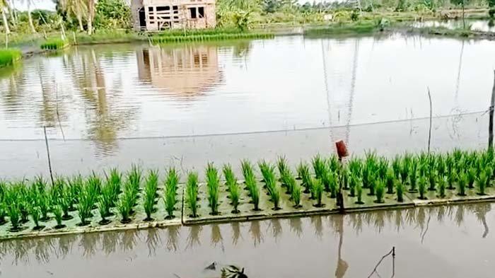 Video: Mengenal Padi Apung, Solusi Sawah Pasang Surut yang tak Pernah ...