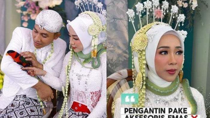 VIRAL Pasangan Pengantin Bawa Ular Saat Akad Nikah, Keluarga Sempat Kaget dan Ungkap Alasan ...