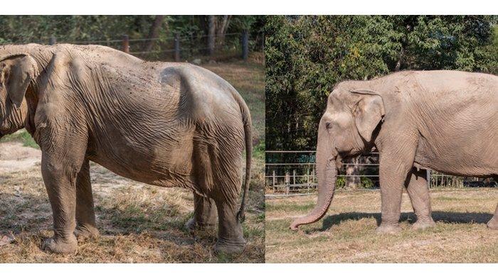 Malangnya Nasib Gajah Thailand ini, 25 Tahun Angkat Wisatawan Non-stop ...