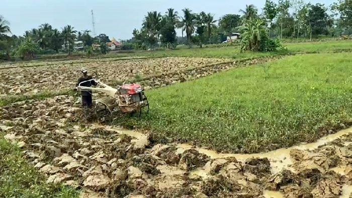 Petani PALI Sumsel Mulai Bajak Sawah, Hasil Produksi Meningkat Berkat Padi Organik Binaan ...
