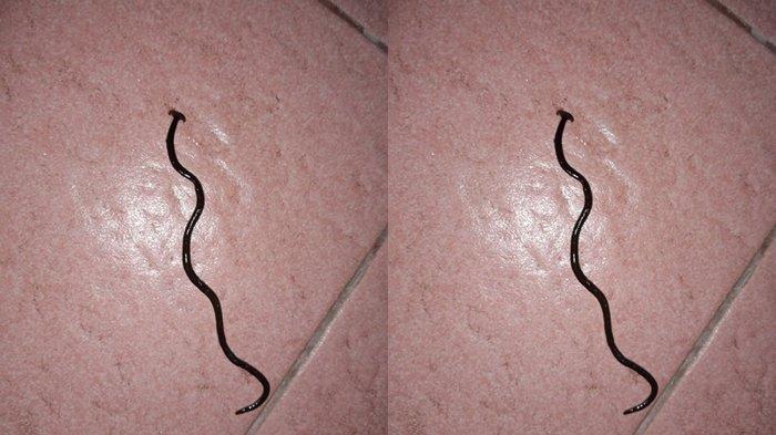 Viral di Media Sosial, Cacing Kepala Martil Disebut Berbahaya dan Susah ...