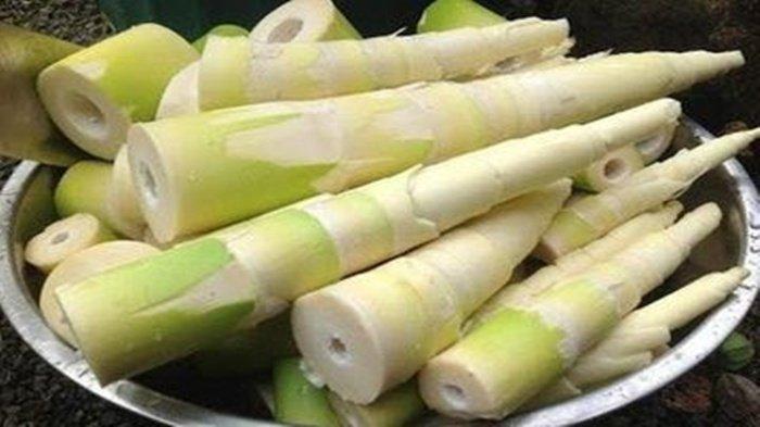 Manfaat Rebung, Bisa Obati 13 Penyakit Berbahaya, Termasuk Jaga ...