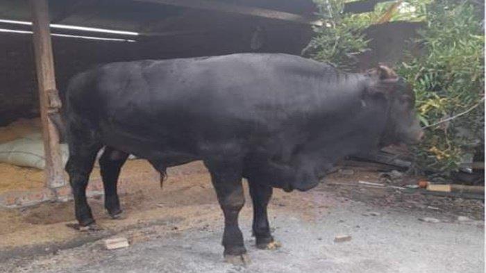 Musi Rawas Mulai Kembangkan Sapi Wagyu, Sapi Asal Jepang dengan ...