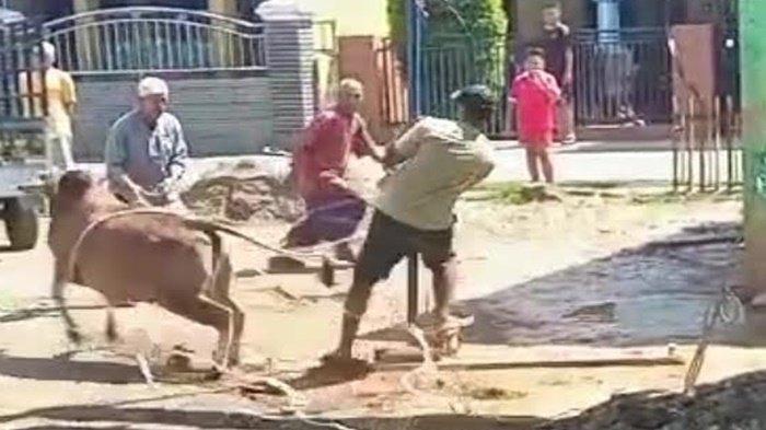 Detik-detik Bocah di Palembang Histeris Dikejar Sapi Kurban, Tali ...