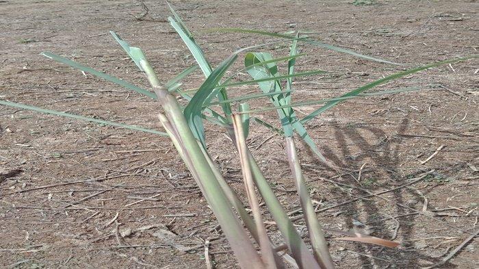 Serai Wangi Kini Jadi Idola Petani di Lahat, Ini Cara Membedakannya ...