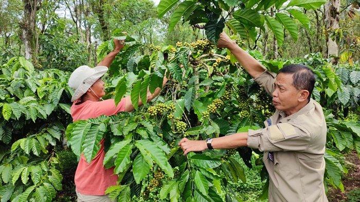 Harga Biji Kopi di Pagaralam Tembus Rp 40 Ribu per Kilo, Petani Mulai Merawat Kebun Kopi ...