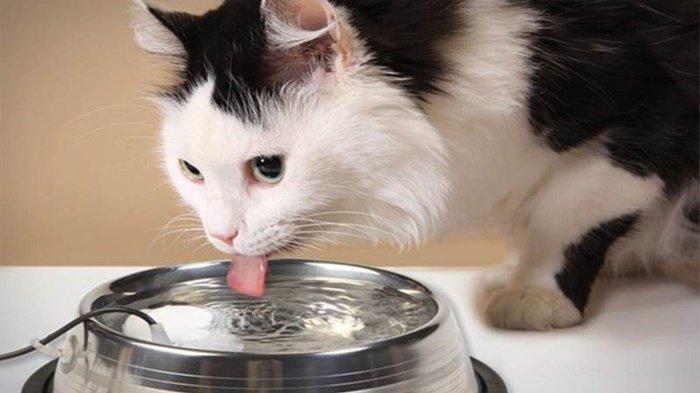 Ternyata Kucing Sangat Pemilih soal Mangkuk Air, Berikut 4 Alasannya ...