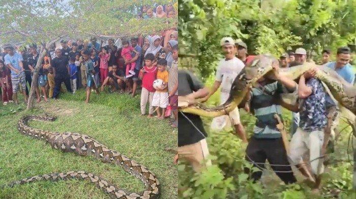 FAKTA Penemuan Ular Piton 6 Meter dengan Kondisi Perut Membuncit di ...