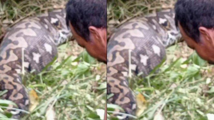 Detik-detik Menegangkan, Warga Berjibaku Lumpuhkan Ular Piton Raksasa 8 ...