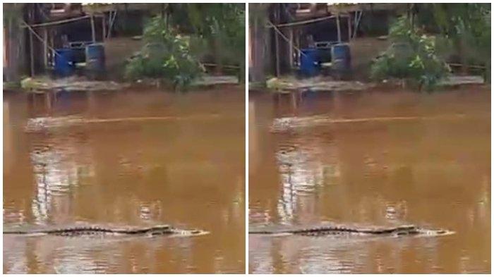 Warga Muara Padang Banyuasin Diteror Kemunculan Buaya, BKSDA Sumsel Belum Respon Laporan ...