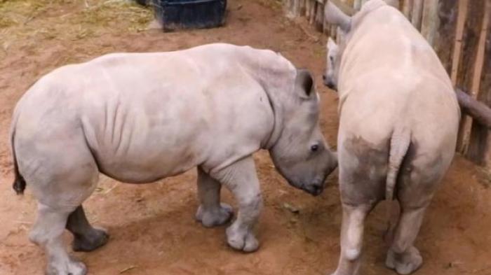 VIDEO: Lihat Reaksi Anak Badak Ini Waktu Kehabisan Susu - Sripoku.com