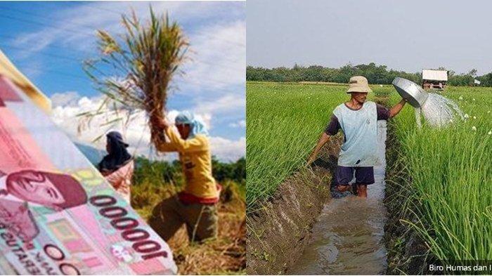 250 Ha Lahan Pertanian Gagal Panen Akibat Kekeringan, Klaim Asuransi Buat Petani Tetap Tenang ...