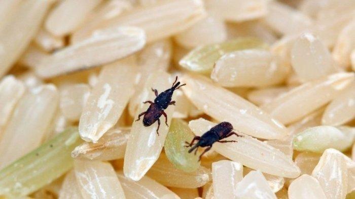 Awas, tak Sengaja Makan Kutu Beras Bisa Jadi Bahaya, Ini Penjelasan dan ...