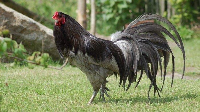 Punya Sayap tetapi Mengapa Ayam Tidak Bisa Terbang seperti Burung? Ini ...