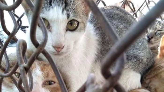Tidak Pernah Ketemu Bangkai Kucing Kecuali Tertabrak Rupanya Ini ...