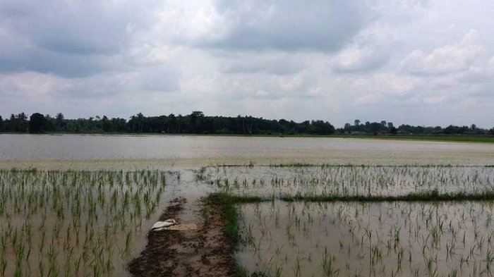 Ratusan Hektar Lahan Sawah Baru Tanam Terendam Banjir - Sripoku.com
