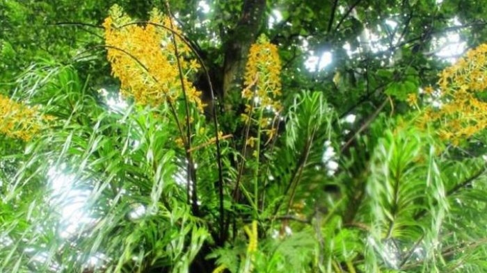 Ini Anggrek Paling Istimewa di Kebun Raya Bogor - Sripoku.com