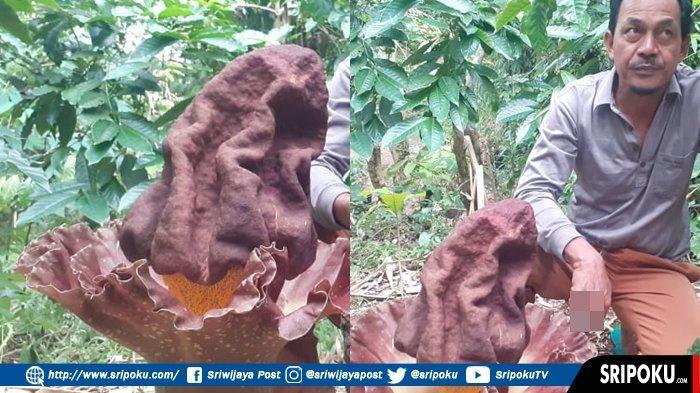 Petani Kopi Ini Terkejut, Bunga Bangkai Tiba-tiba Tumbuh di Pekarangan ...