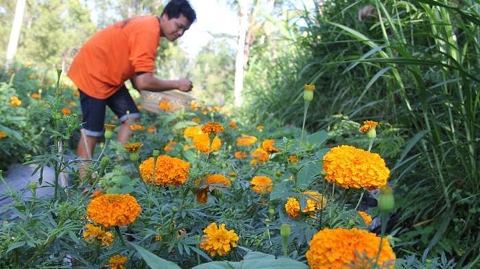 Bunga Jaksi Ditemukan di Gunung Putri, Bunga Legenda Ini Dikaitkan ...