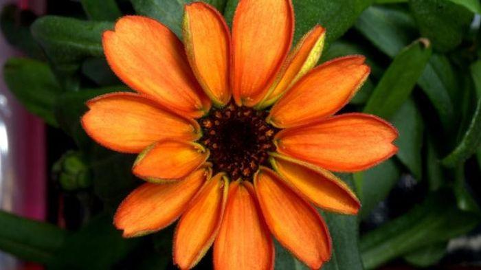 Untuk Pertama Kali, Sekuntum Bunga Mekar di Luar Angkasa - Sripoku.com