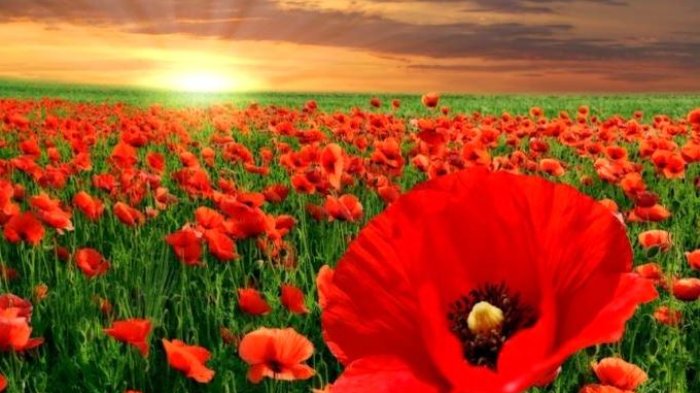 Ini Dia 5 Lokasi untuk Melihat Bunga Musim Semi di Indonesia - Sripoku.com