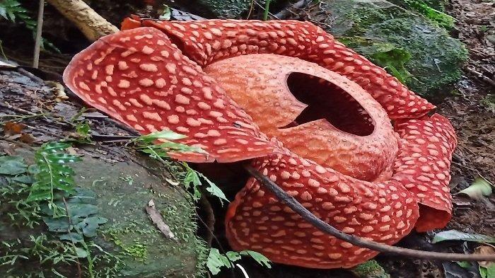 Penampakan Bunga Rafflesia Terbesar di Dunia, Berdiameter 111 CM ...