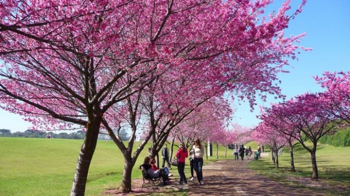 Musim Sakura Tiba, Mau Tahu apa Artinya bagi Orang Jepang? - Sripoku.com