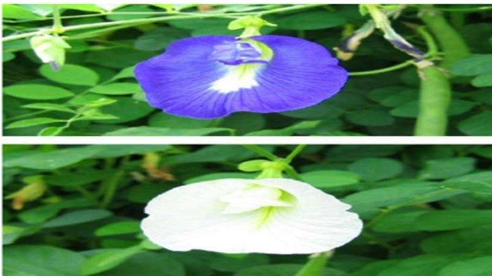 Klasifikasi Tanaman Bunga Telang, Cara Merawat hingga Hama yang Kerap ...