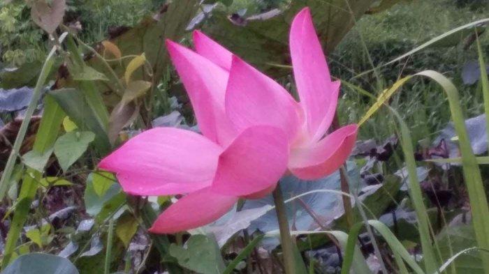 Video Fakta Unik Bunga Teratai: Teratai Berperan dalam Ekosistem Air ...