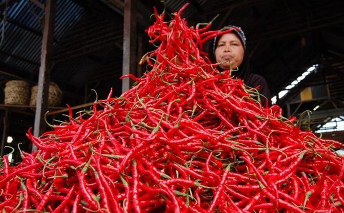 Harga Cabai Merah Rp 70 Ribu Per Kg - Sripoku.com