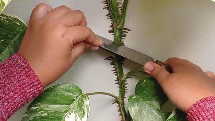 Cara Mudan Memotong Akar Angin Daun Ekor Naga yang Menempel di Dinding ...