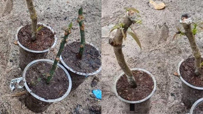 Bagaimana Cara Menyetek Tanaman, Simak Cara Stek Batang yang Mudah Bagi ...