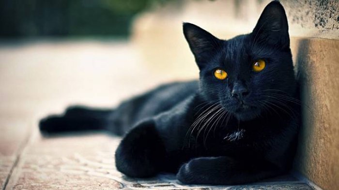 Ini 11 Mitos Kucing Hitam, Nomor 3 Serem Banget - Sripoku.com
