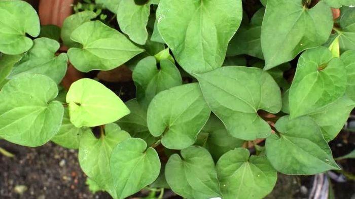 Inilah 10 Tanaman Tak Terduga yang Bisa Jadi Obat DBD (2): Petai China ...