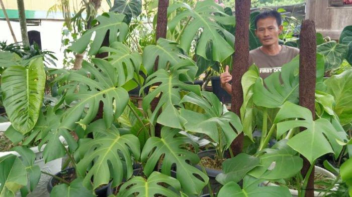 Budidayakan Daun Ekor Naga, Warga Pagaralam Untung Puluhan Juta. Satu ...