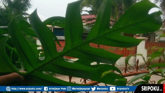 Cara Mengolah Daun Ekor Naga Menjadi Minuman Obat Herbal untuk Kanker ...