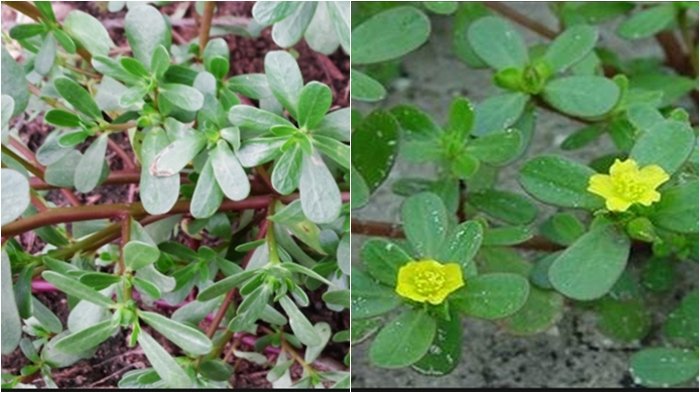 Dikira Liar, Tanaman Ini Ternyata Dapat Menghilangkan Penyakit Mag ...