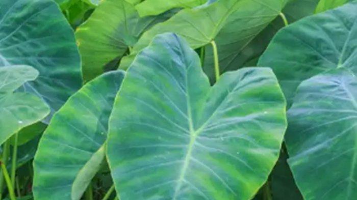 DAUN TALAS, Ini 9 Manfaatnya Untuk Kesehatan dan Cara Mengolahnya yang ...