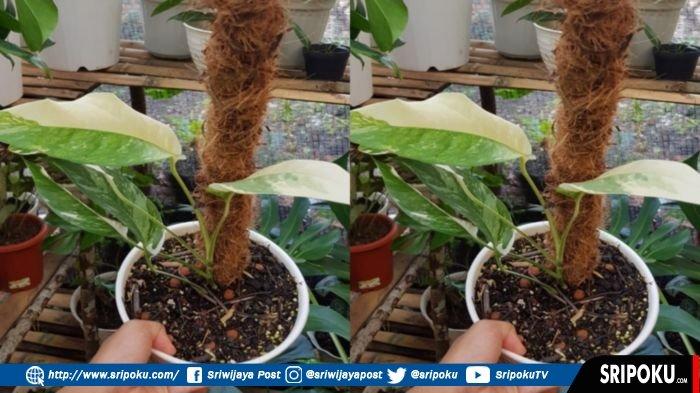 Ciri-ciri Daun Ekor Naga, Lengkap Cara Menanamnya Agar Keluar Akar dan ...