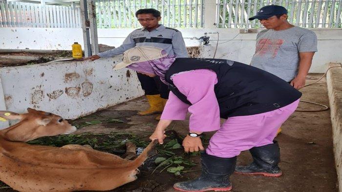 Penyakit Cacar Serang Ternak Sapi di PALI, Sudah Ada Sapi yang Mati ...