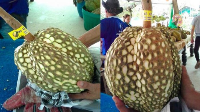 Hanya di Negara Ini Durian Dijual Tanpa Duri, Ternyata Begini Alasannya! - Sripoku.com