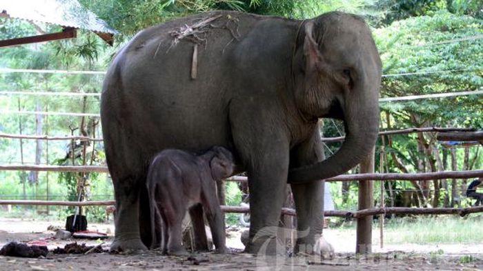 Jokowi, Nama Anak Gajah yang Lahir di Taman Safari Indonesia - Sripoku.com